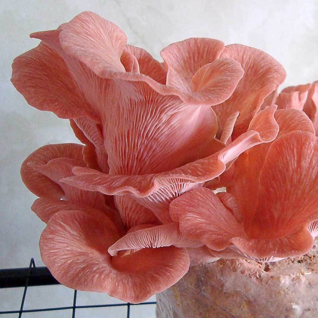 Pink oyster mushroom (Pleurotus djamor) – Fungiperfect