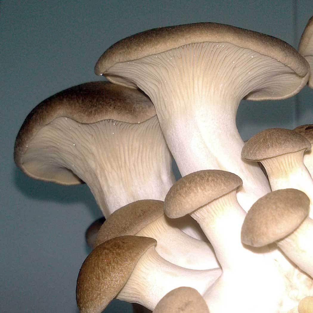 Cogumelo-do-cardo (Pleurotus eryngii) – Fungiperfect